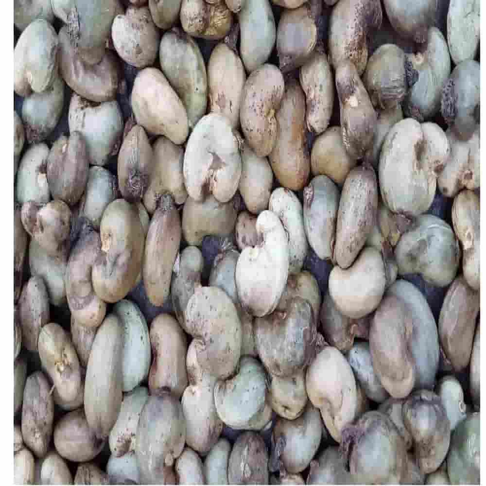 Processed Cashew Nuts - Doxakhane Company Limited